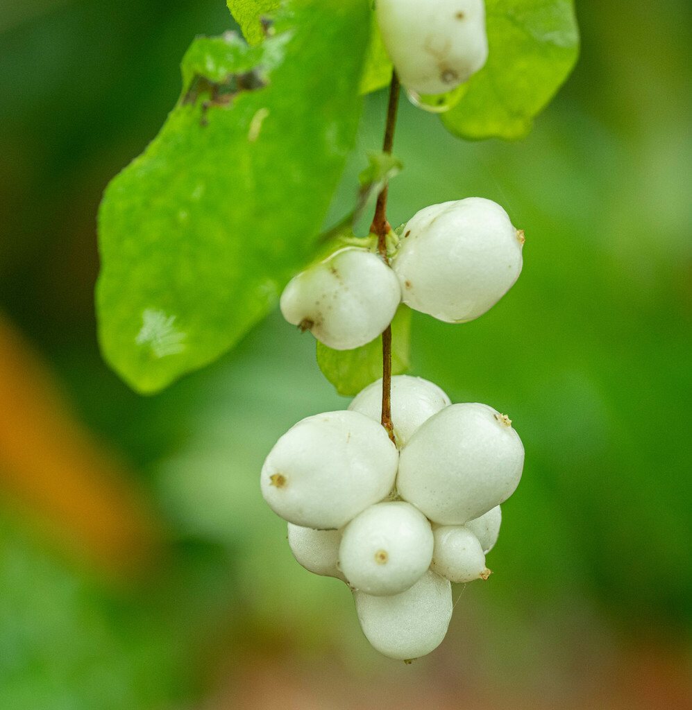 Common Snowberry from Metro Vancouver, BC, Canada on October 27, 2024 ...
