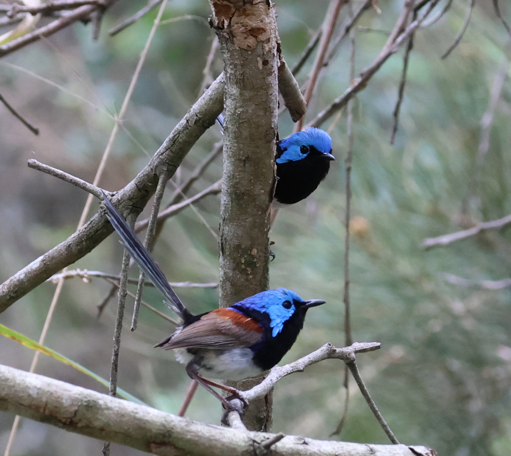 Variegated Fairywren from Sandy Camp Road Wetlands Reserve, Sandy Camp ...