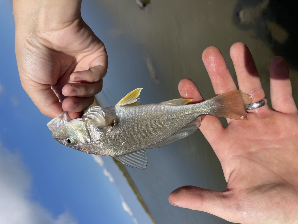 Atlantic Croaker from Galveston Island State Park, Galveston, TX, US on ...