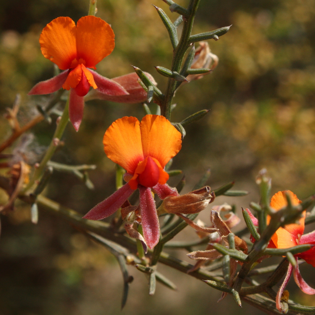 (Jacksonia ramulosa) - Botanical Realm
