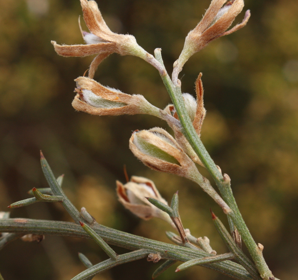(Jacksonia ramulosa) - Botanical Realm