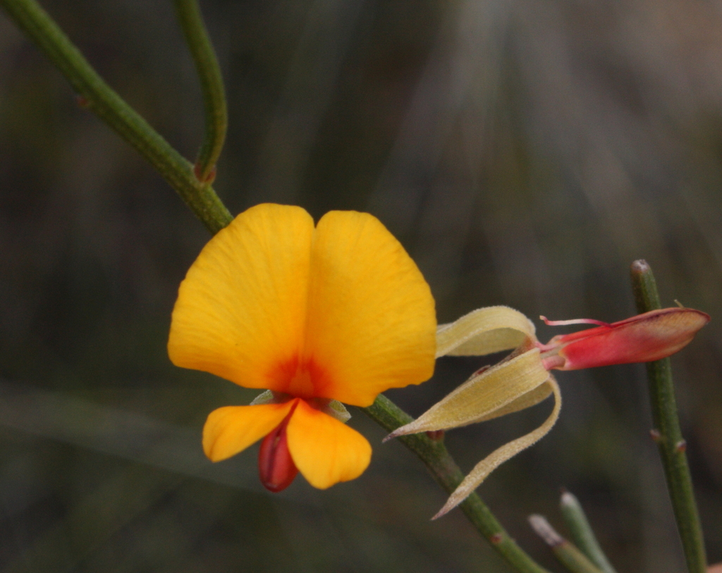 Jacksonia rubra from Eneabba WA 6518, Australia on 06 October, 2022 at ...