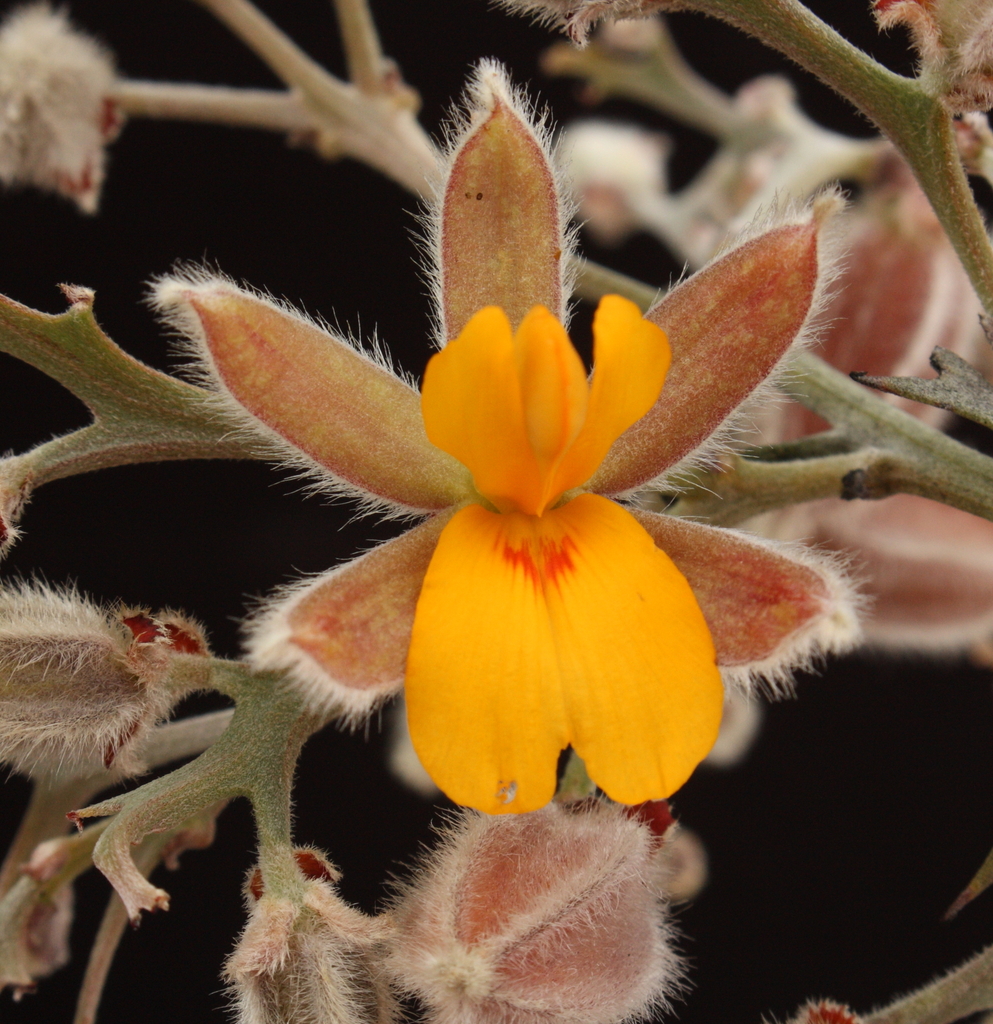 Jacksonia epiphyllum from Dryandra WA 6311, Australia on November 2 ...
