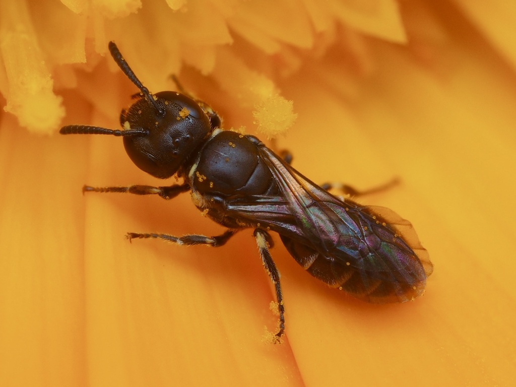 Bees from North Island / Te Ika-a-Māui, Ruawai, Northland, NZ on ...