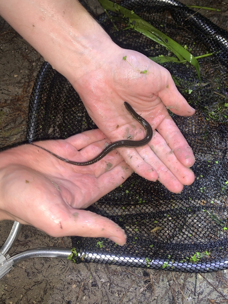 Pseudobranchus axanthus axanthus from Alachua County, US-FL, US on ...