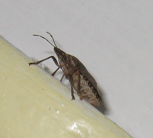 Brown Marmorated Stink Bug in September 2010 by Jonathan Bright ...