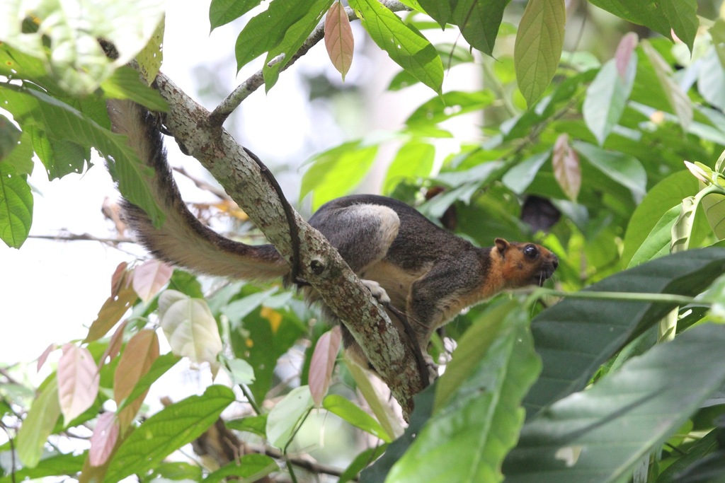 (Ratufa affinis baramensis) - Know Your Mammals