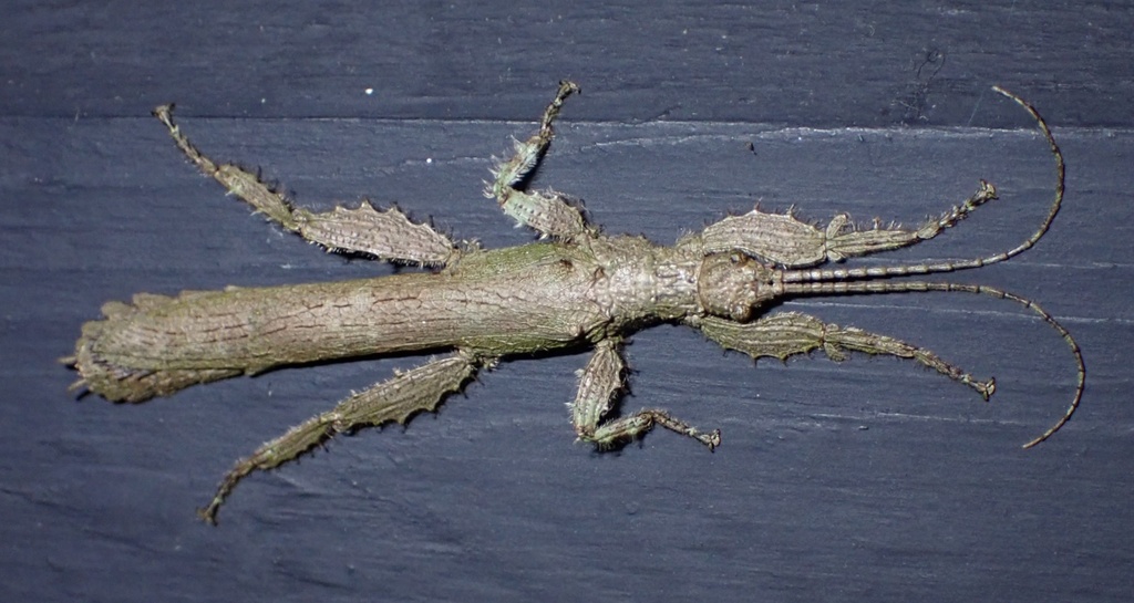 Prisopus berosus from Chiriquí, PA on October 25, 2024 at 10:05 PM by ...