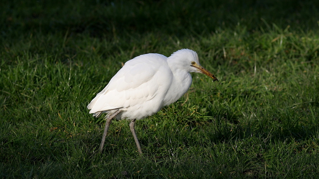 Eastern Cattle-Egret from Koonya TAS 7187, Australia on July 30, 2008 ...
