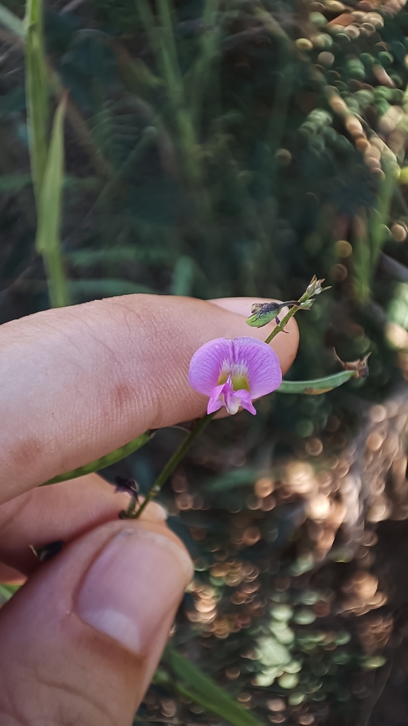 Red Hoary-Pea from Cerritos, 82112 Mazatlán, Sin., México on October 27 ...