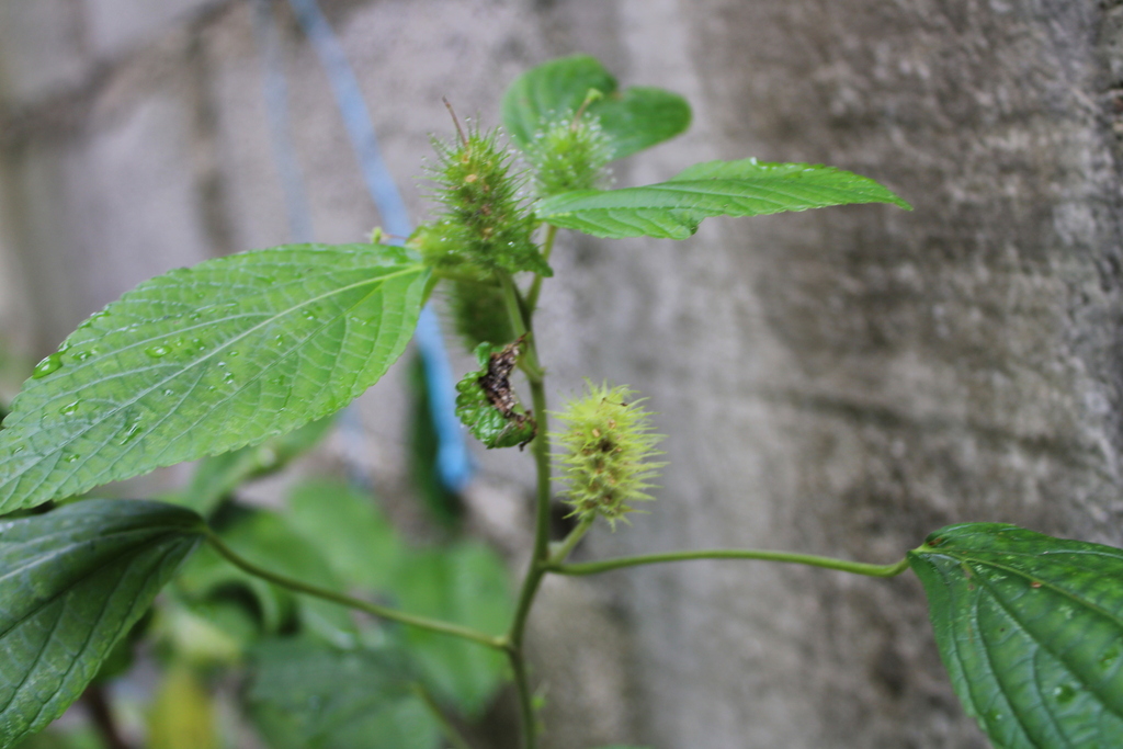 Field Copperleaf from Diaz Ordaz, 96640 Agua Dulce, Ver., México on ...