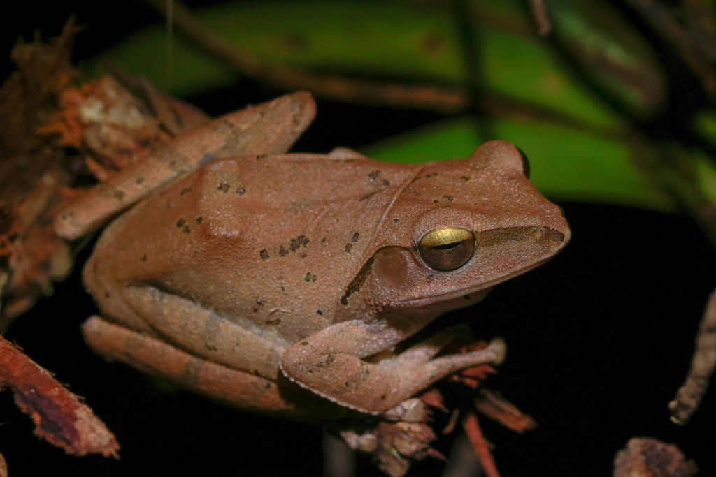 Spot-legged Tree Frog from Huai Som Nuea, Huai Som, Phu Kradueng ...