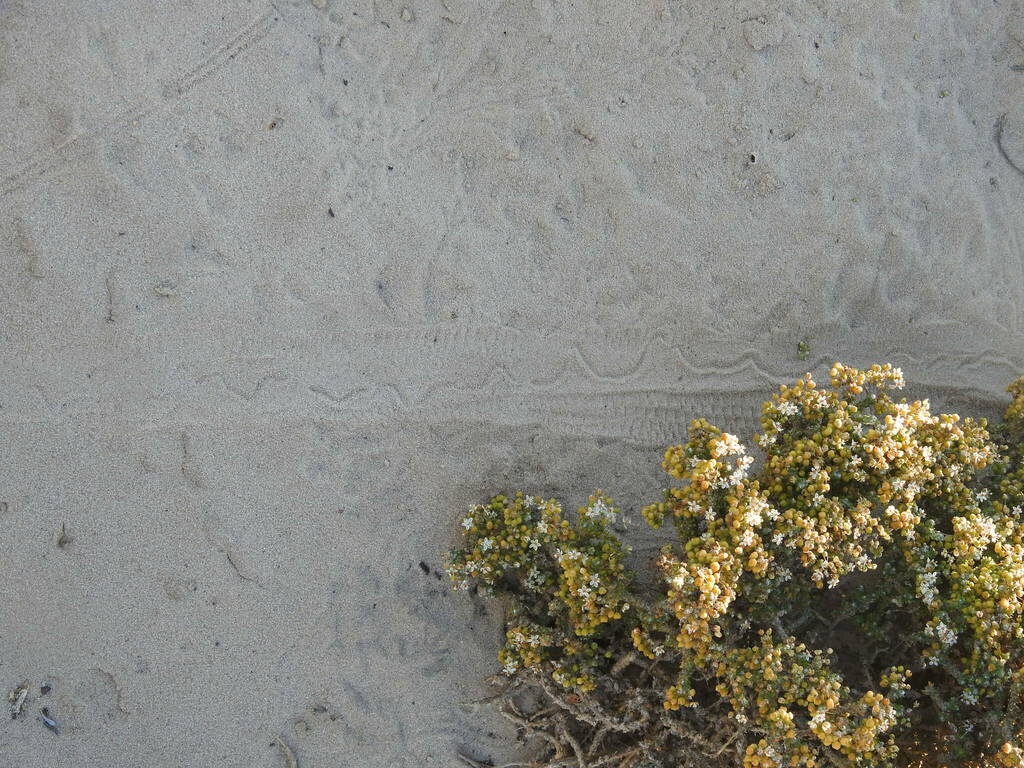 Puff Adder in October 2024 by Ryan van Huyssteen · iNaturalist