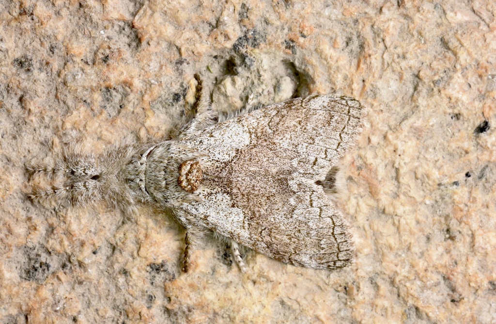 Grote's Tussock Moth in October 2024 by 桃子 · iNaturalist