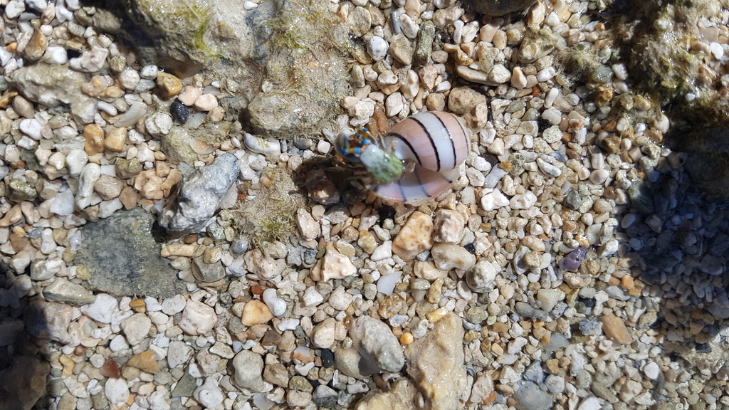 Pink Bubble Snail from Honolulu County, US-HI, US on July 1, 2019 at 09 ...