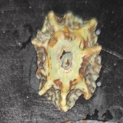 Patelloida saccharina lanx desde 直岛町 el 28 de octubre de 2024 a las 07: ...