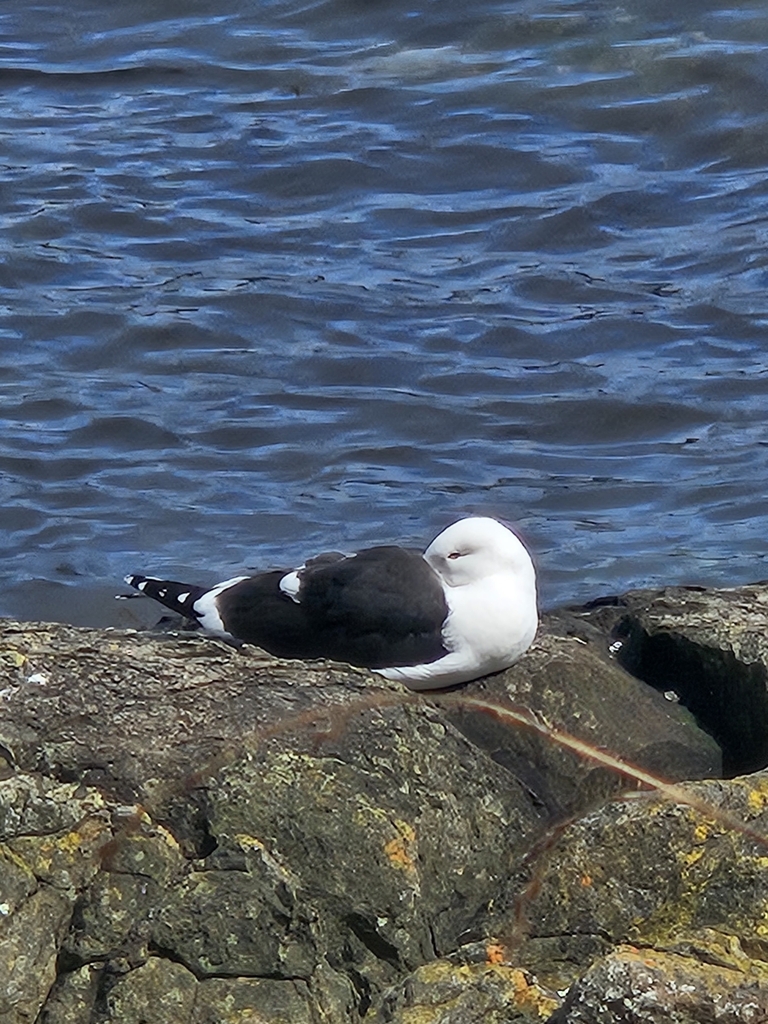 Large White-headed Gulls from Fortescue TAS 7182, Australia on October ...