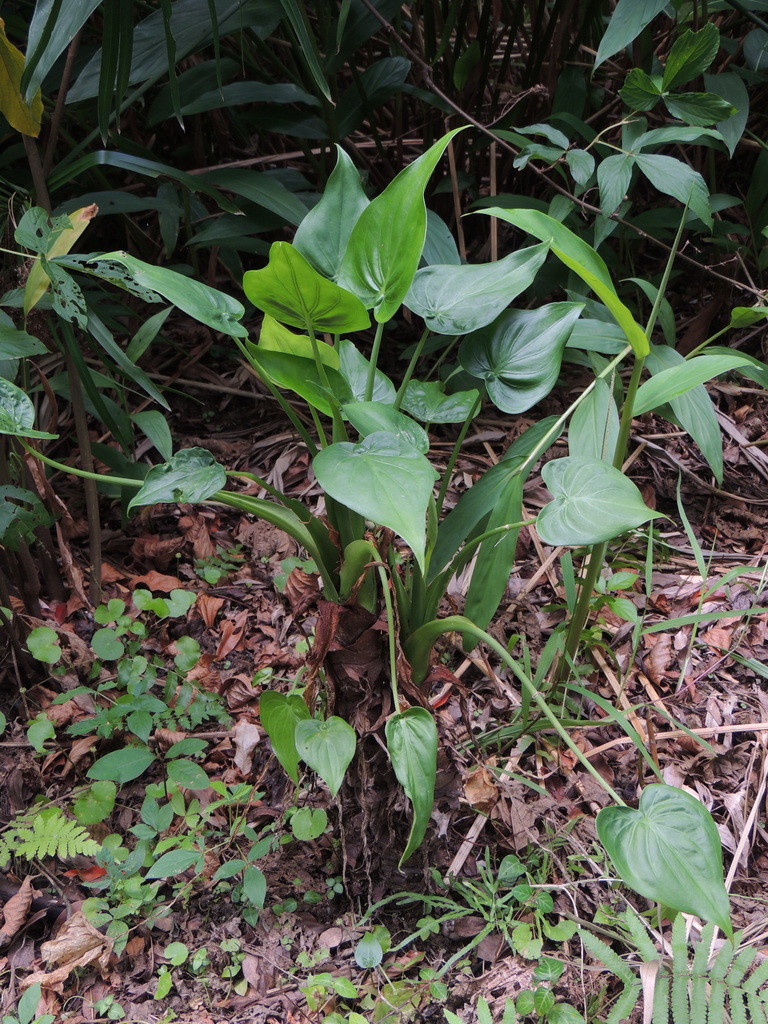Buddha's Hand Taro in May 2023 by shulinchen · iNaturalist