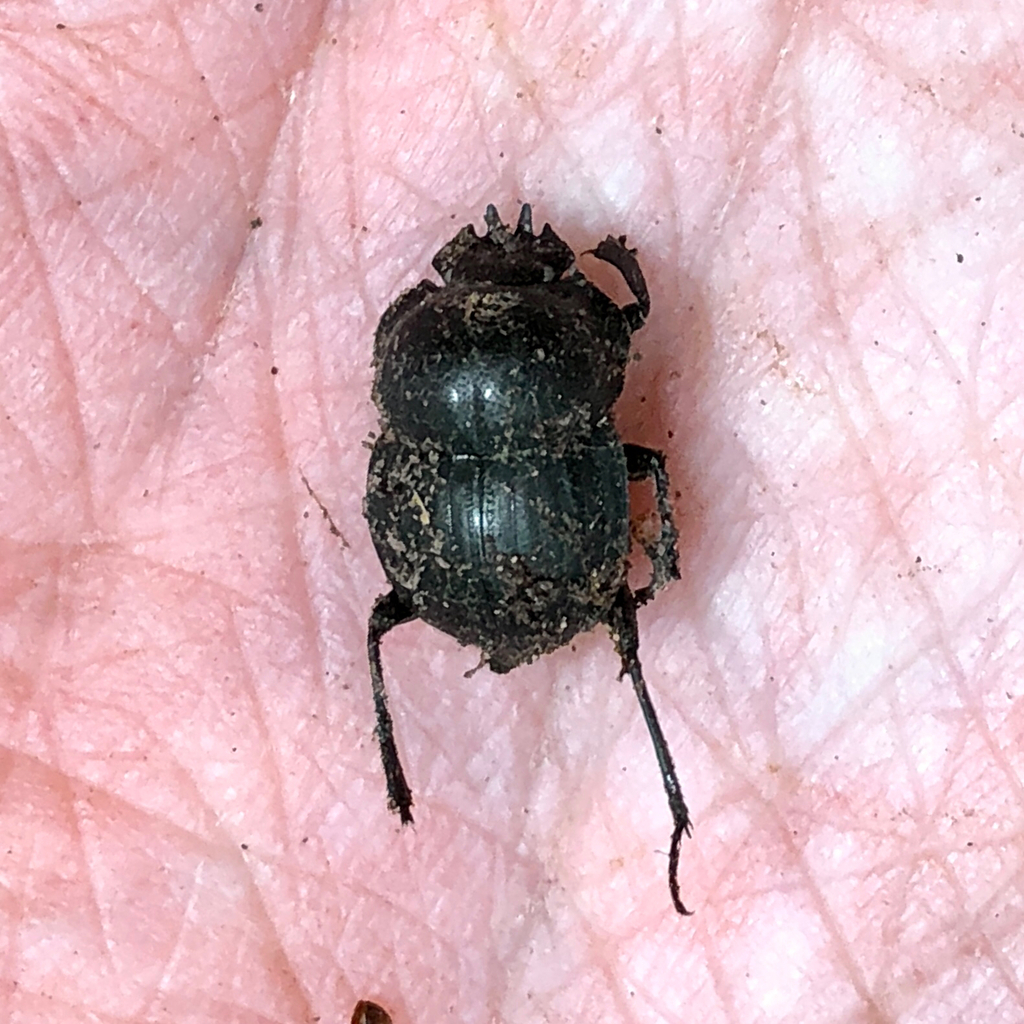 Cephalodesmius armiger from Clover Hill Rd, Macquarie Pass, NSW, AU on ...