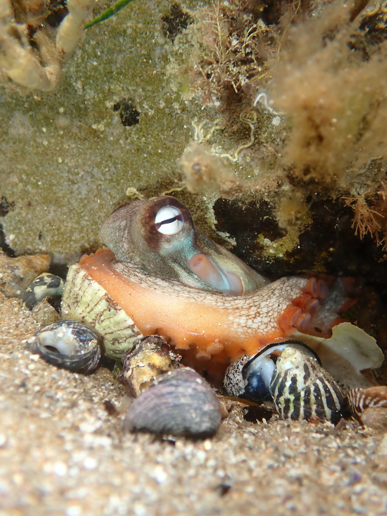 Common Sydney Octopus from Central Coast NSW, Australia on October 13 ...
