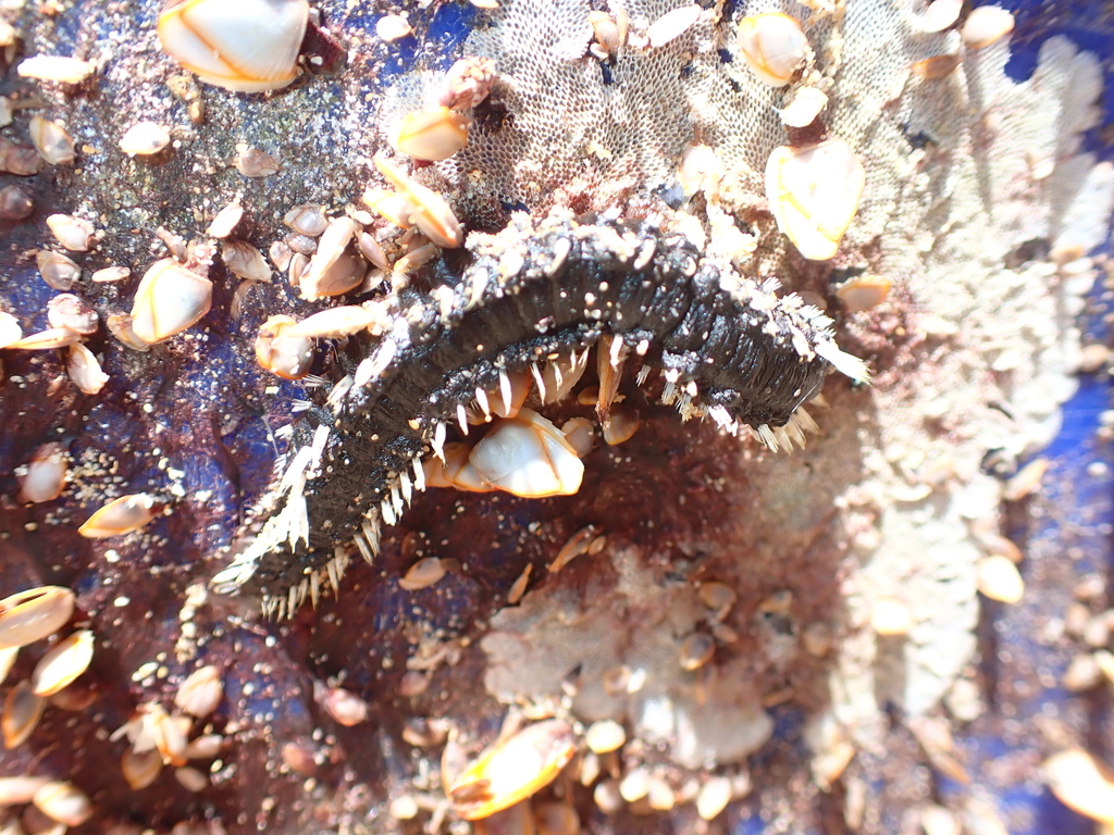Amphinome rostrata from Central Coast NSW, Australia on October 13 ...