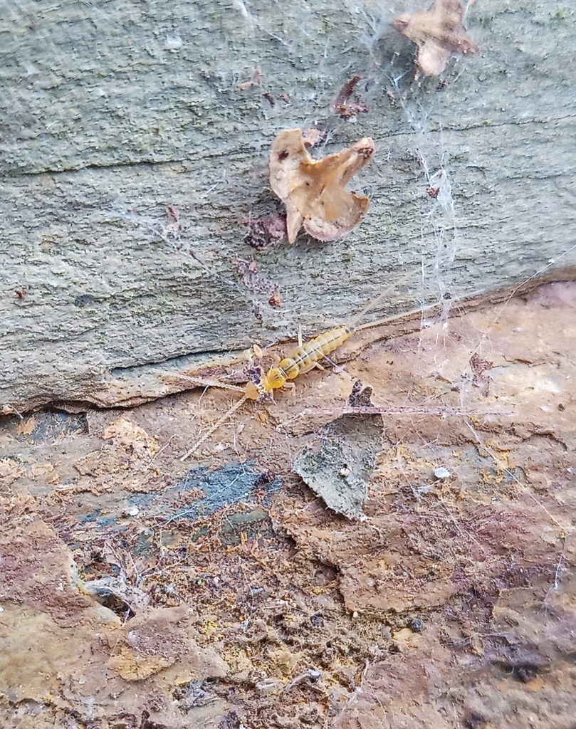 Campodea fragilis from Hradištko 586, 252 09 Hradištko, Česko on ...