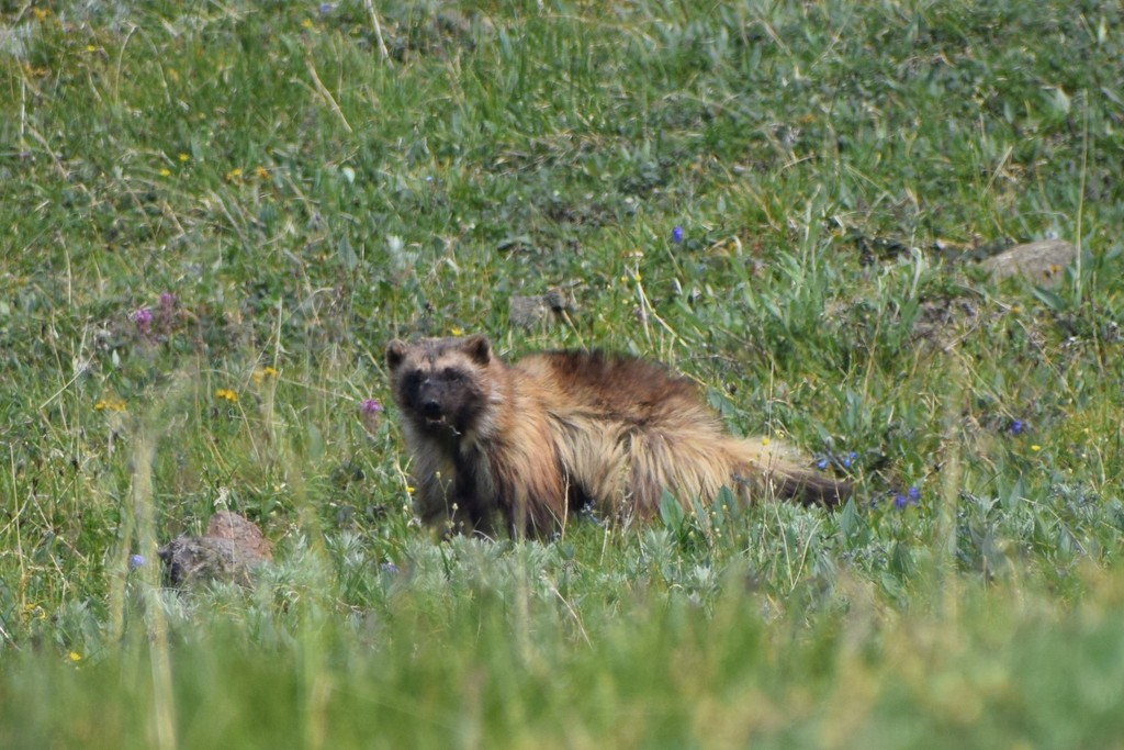 American Wolverine (Gulo gulo luscus) - Know Your Mammals