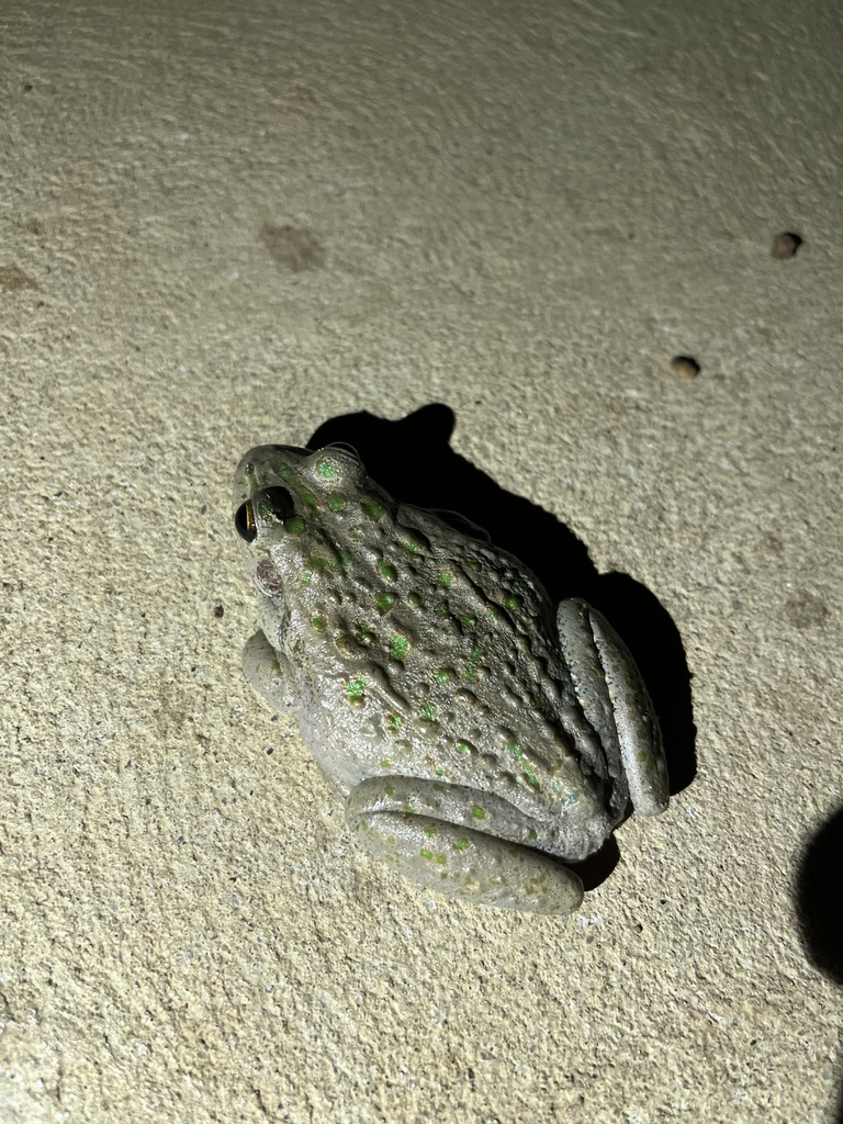 Spotted-thighed Frog from Ocumup Rd, Bremer Bay, WA, AU on October 17 ...