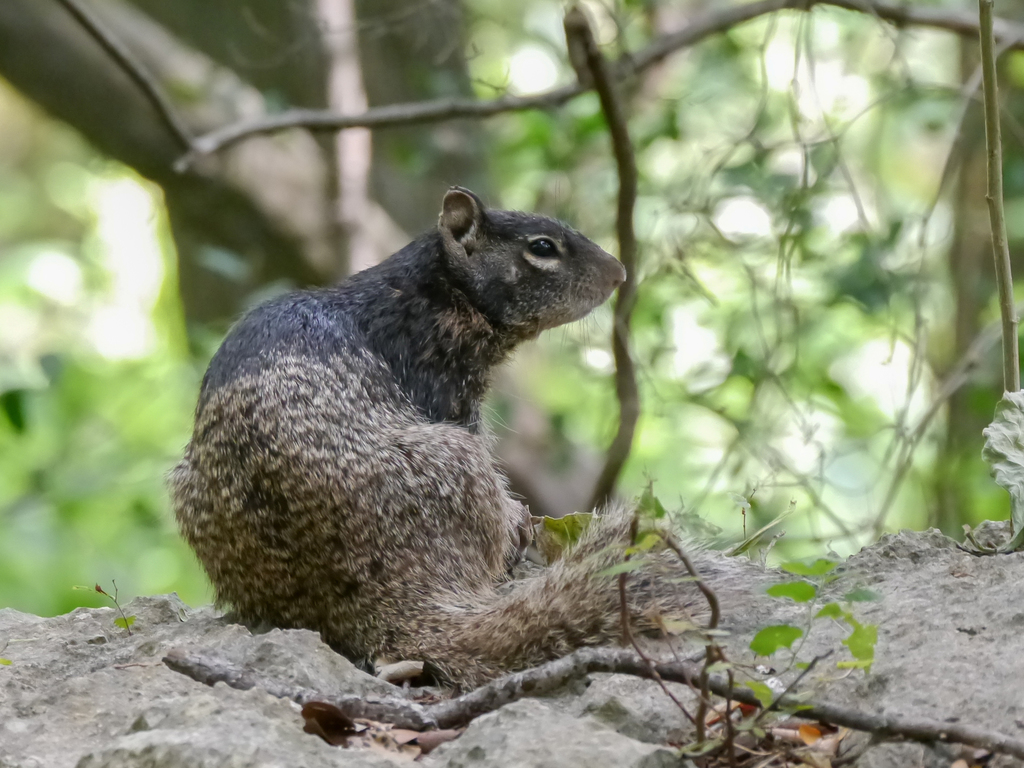 Texas Rock Squirrel (Otospermophilus variegatus buckleyi) - Know Your ...
