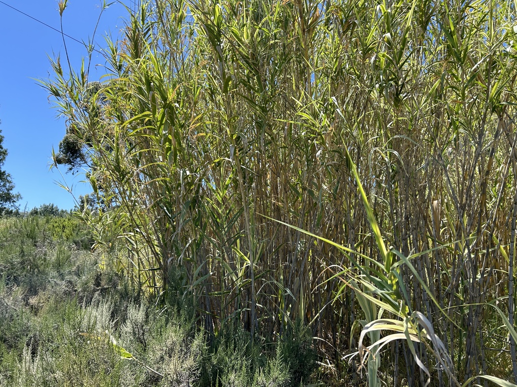 giant reed from Diemersfontein Wine And Country Estate, Wellington ...