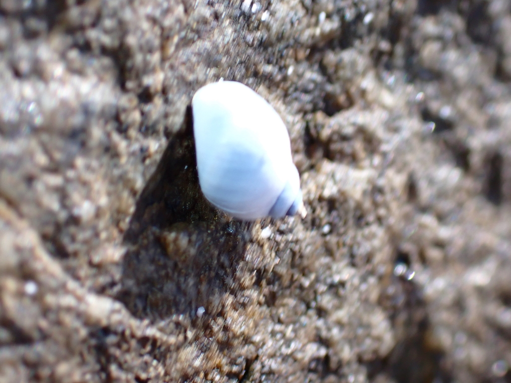Little Blue Periwinkle from Fortescue TAS 7182, Australia on October 14 ...