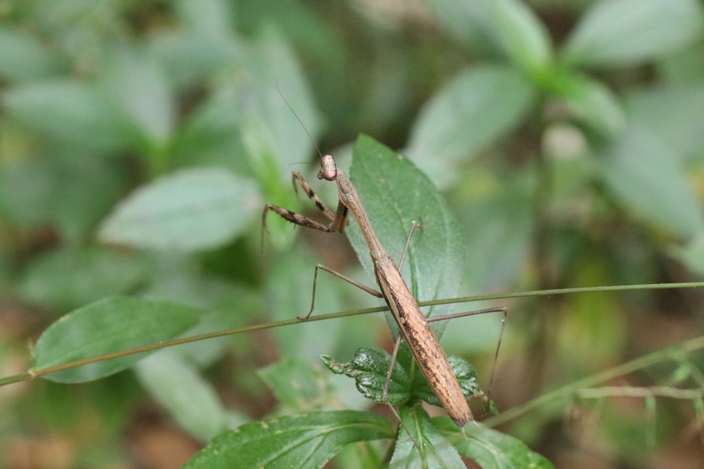 Asian Jumping Mantis from Tsing Yi, Hong Kong on October 28, 2024 at 04 ...