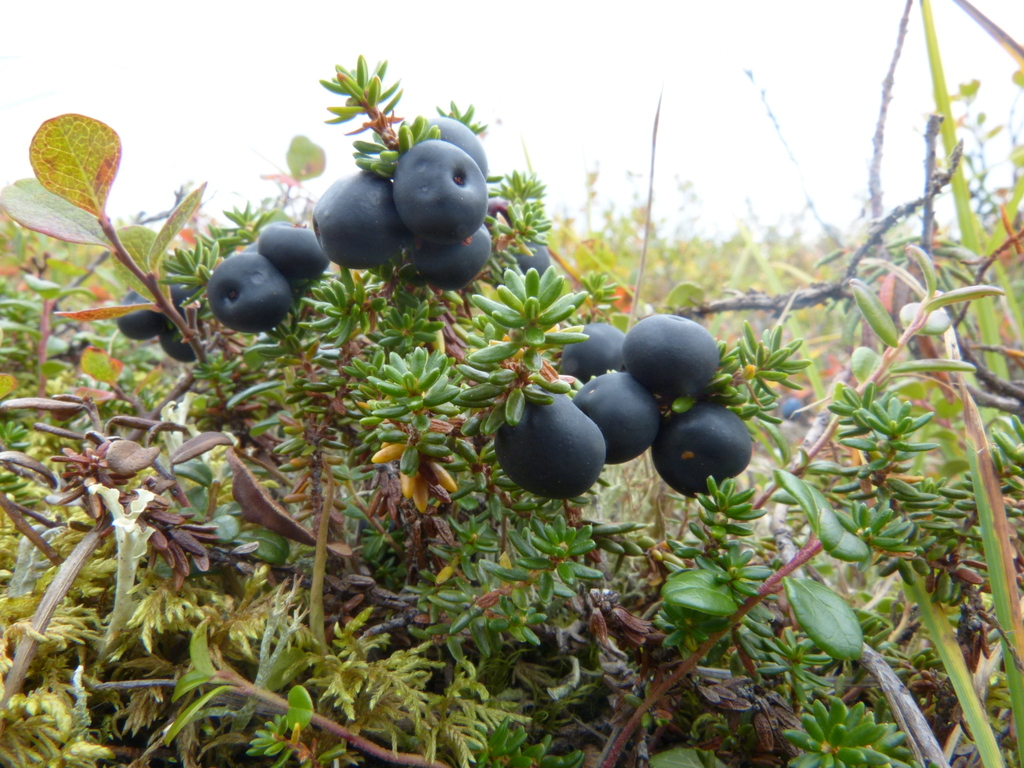 black crowberry from Région de recensement de Yukon-Koyukuk, Alaska ...