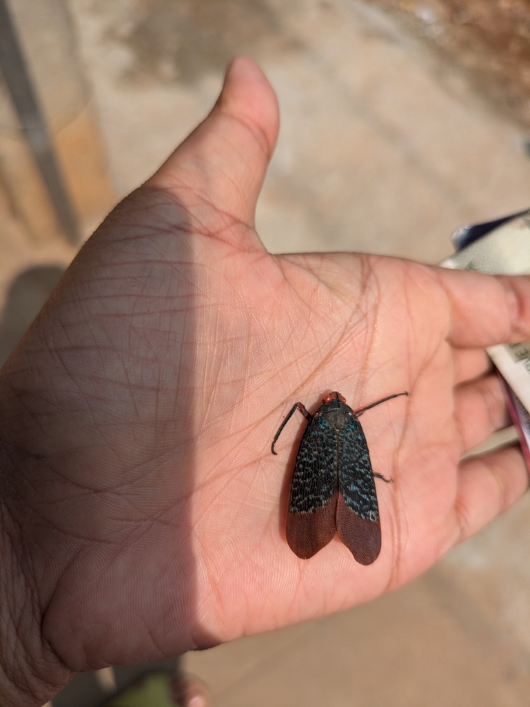 Kalidasa albiflos from 74/B, Housing Board, Housing Board Colony ...