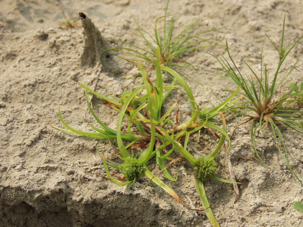 Cyperus michelianus pygmaeus from 602台灣嘉義縣番路鄉 on March 06, 2024 at 02: ...