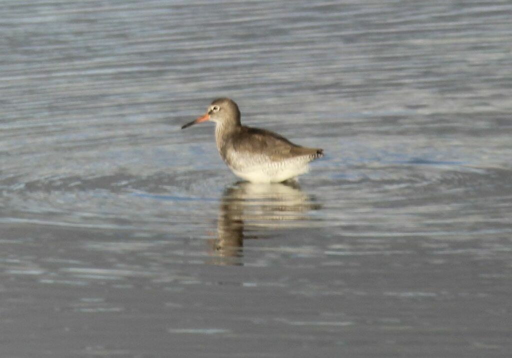 Common Redshank from Brownsea Island, Dorset, UK on 27 October, 2024 at ...
