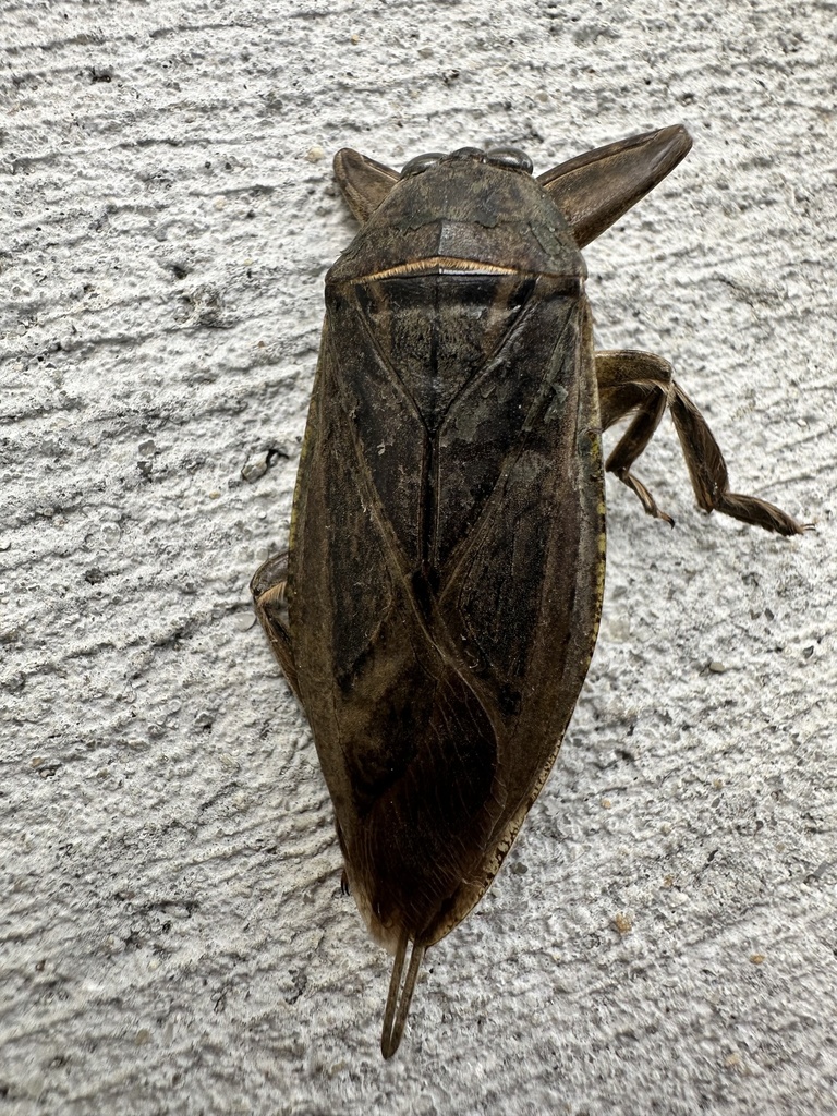 Uhler's Giant Water Bug from Florida Gulf Coast University, Fort Myers ...