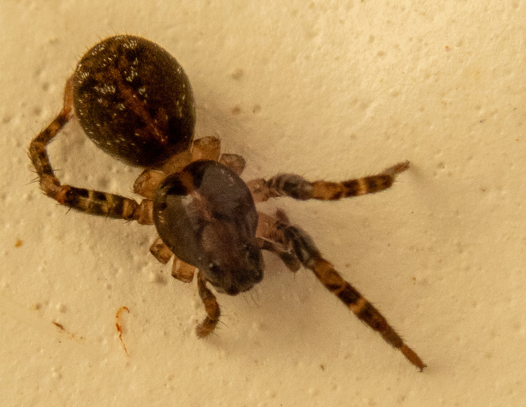 Small Striped Wolf Spiders from TasmanIsland, TAS, Australia on ...