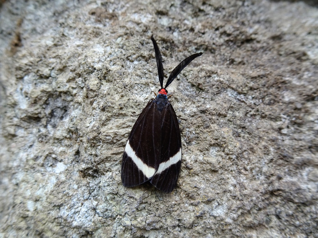 Pidorus atratus from 野毛山公園, 横浜市, 神奈川県, JP on October 25, 2024 at 08:54 ...