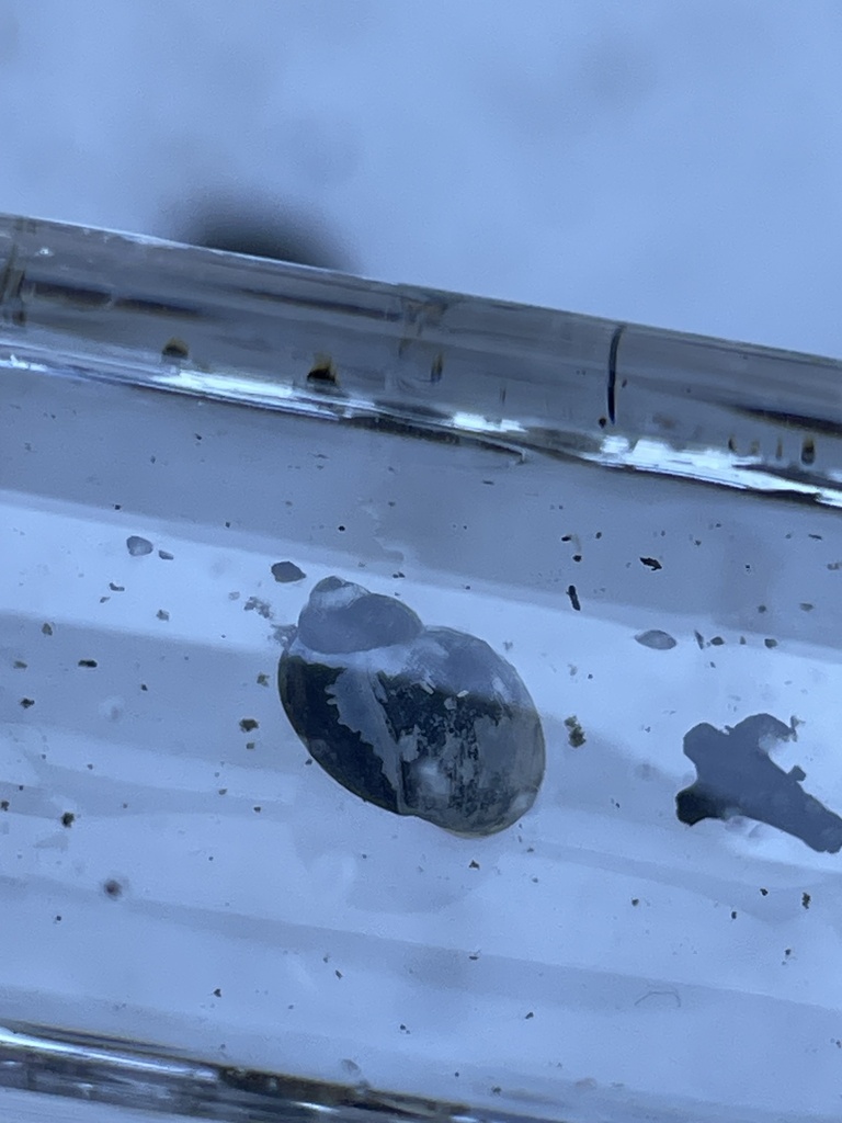 Pond Snails, Bladder Snails, and Allies from Crystal Falls, MI, US on ...