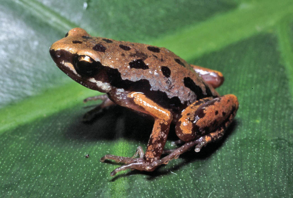 Deli Little Pygmy Frog from Wiang Nuea, Amphoe Pai, Mae Hong Son ...