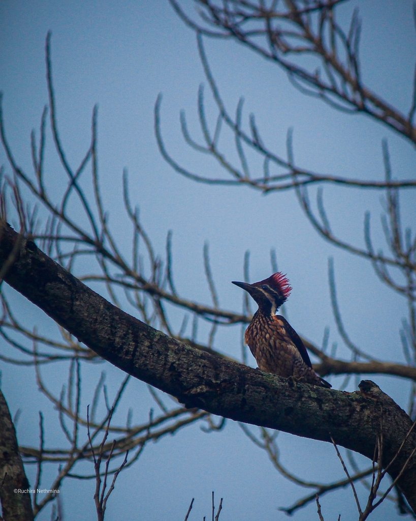 Red-backed Flameback from Rambukkana on October 27, 2024 at 11:42 PM by ...