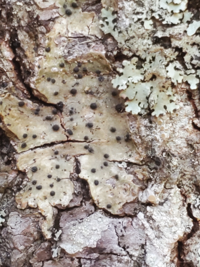 Easter Pox Lichen from MARDELA, MD 21837, USA on October 28, 2024 at 10 ...