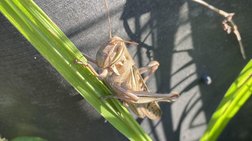 Patanga japonica in October 2024 by Gregory Mihaich · iNaturalist