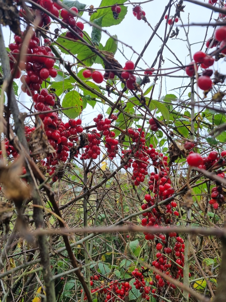 Black Bryony from 8HM5+RM Old Nun Wood - WWT, Rugby CV23 9QB, UK on ...