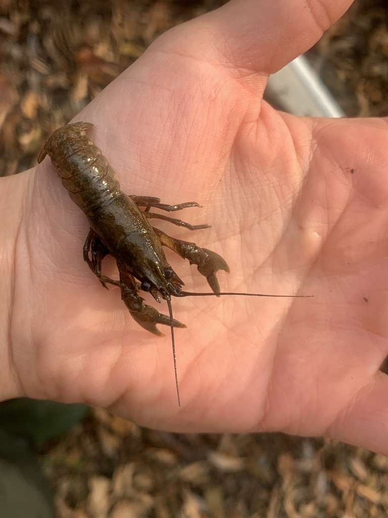 Northern Clearwater Crayfish from Thorold, ON, CA on October 28, 2024 ...