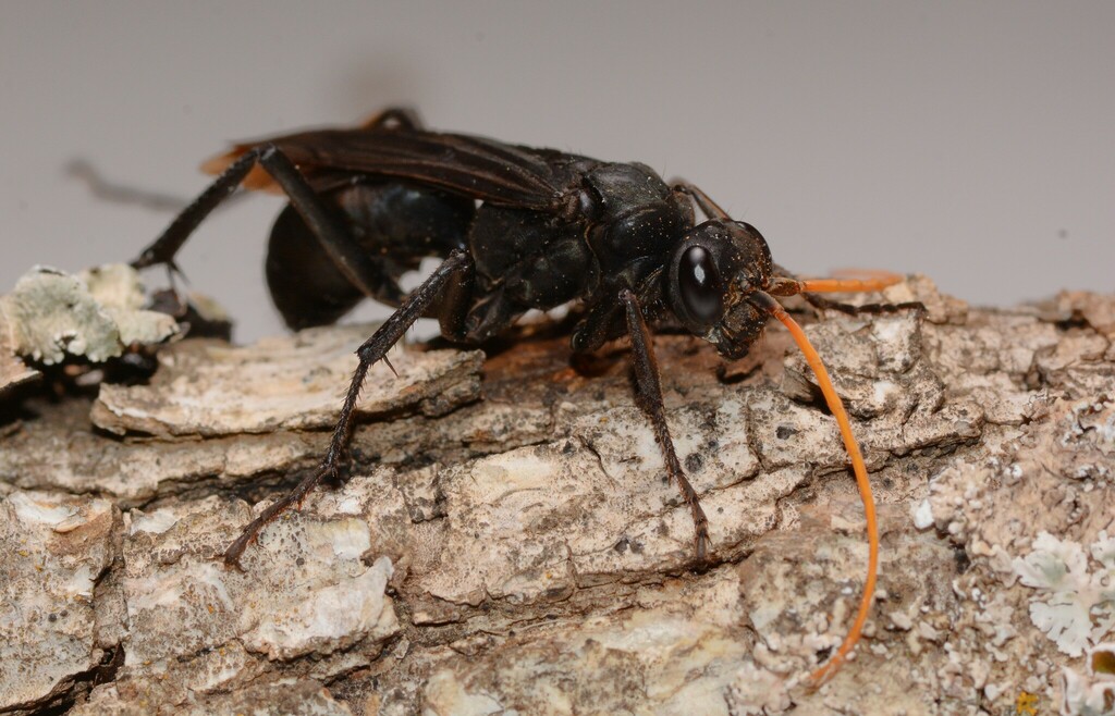 Tawny-horned Spider Wasp from Ada, OK, USA on October 28, 2024 at 07:45 ...