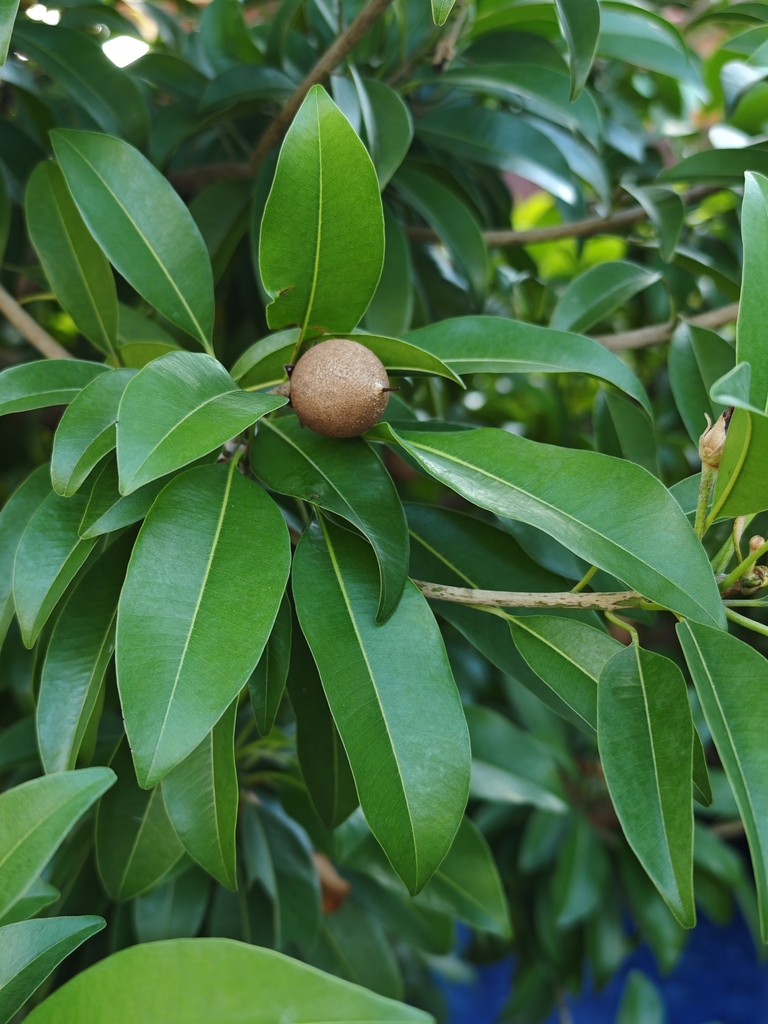 Sapodilla in October 2024 by Sam Hambly · iNaturalist
