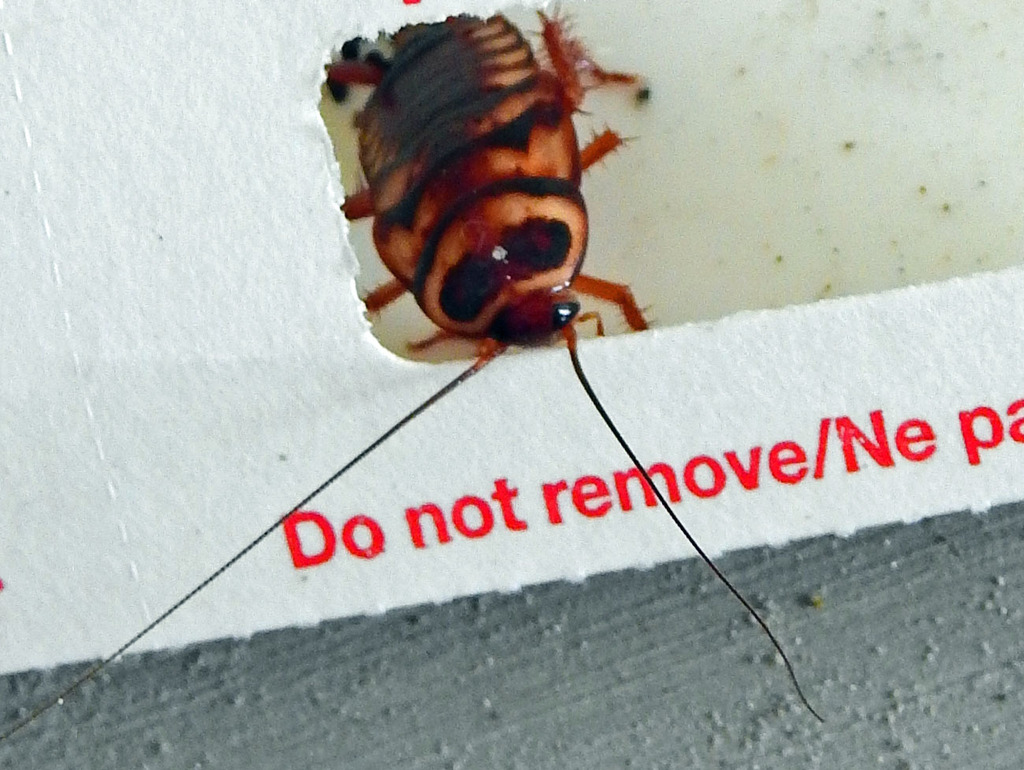 Australian Cockroach from Cypress Cove, FL 33908, USA on October 28 ...