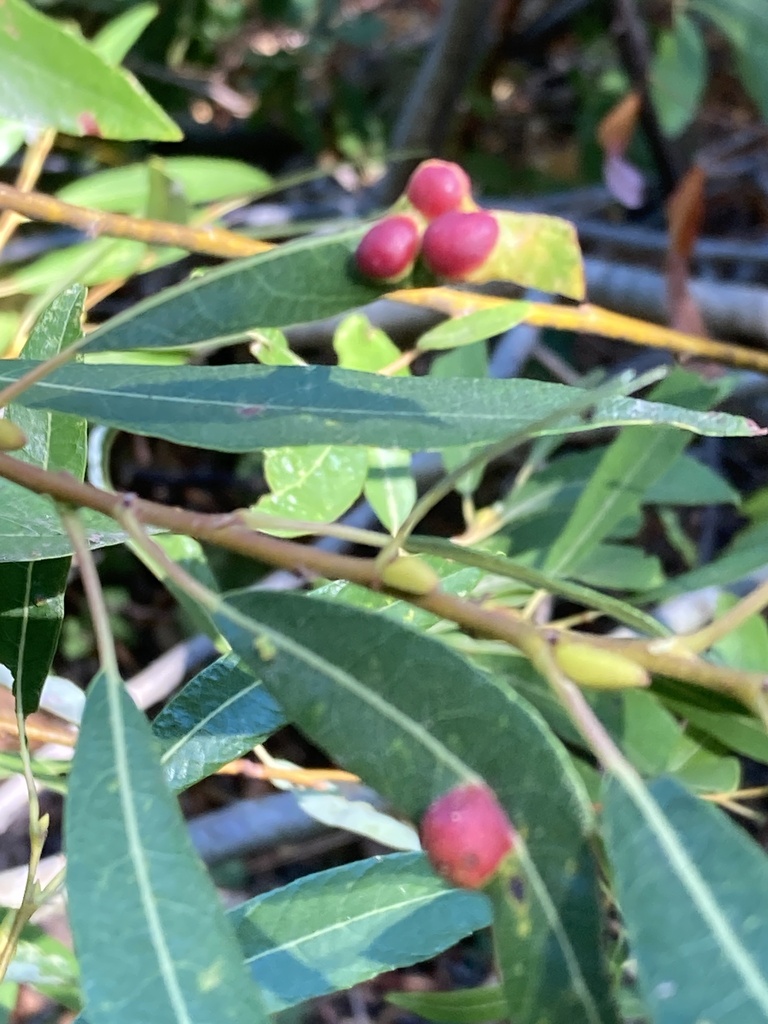 Willow Apple Gall Sawfly from Terra Linda / Sleepy Hollow Preserve Open ...